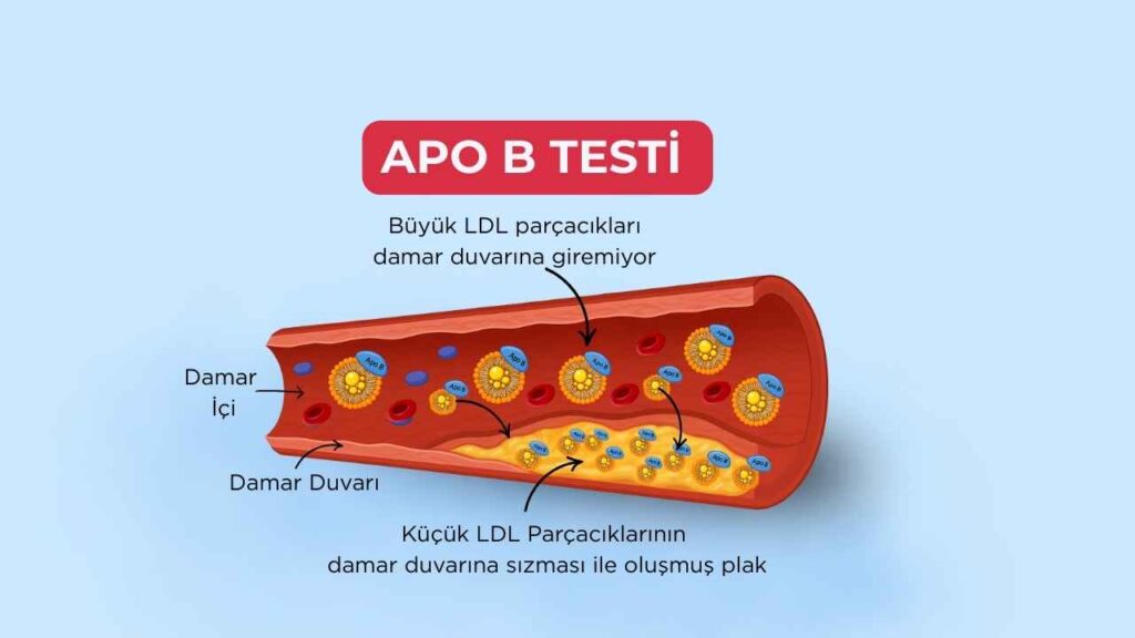 APO B (Apolipoprotein B) Testi - Tetra